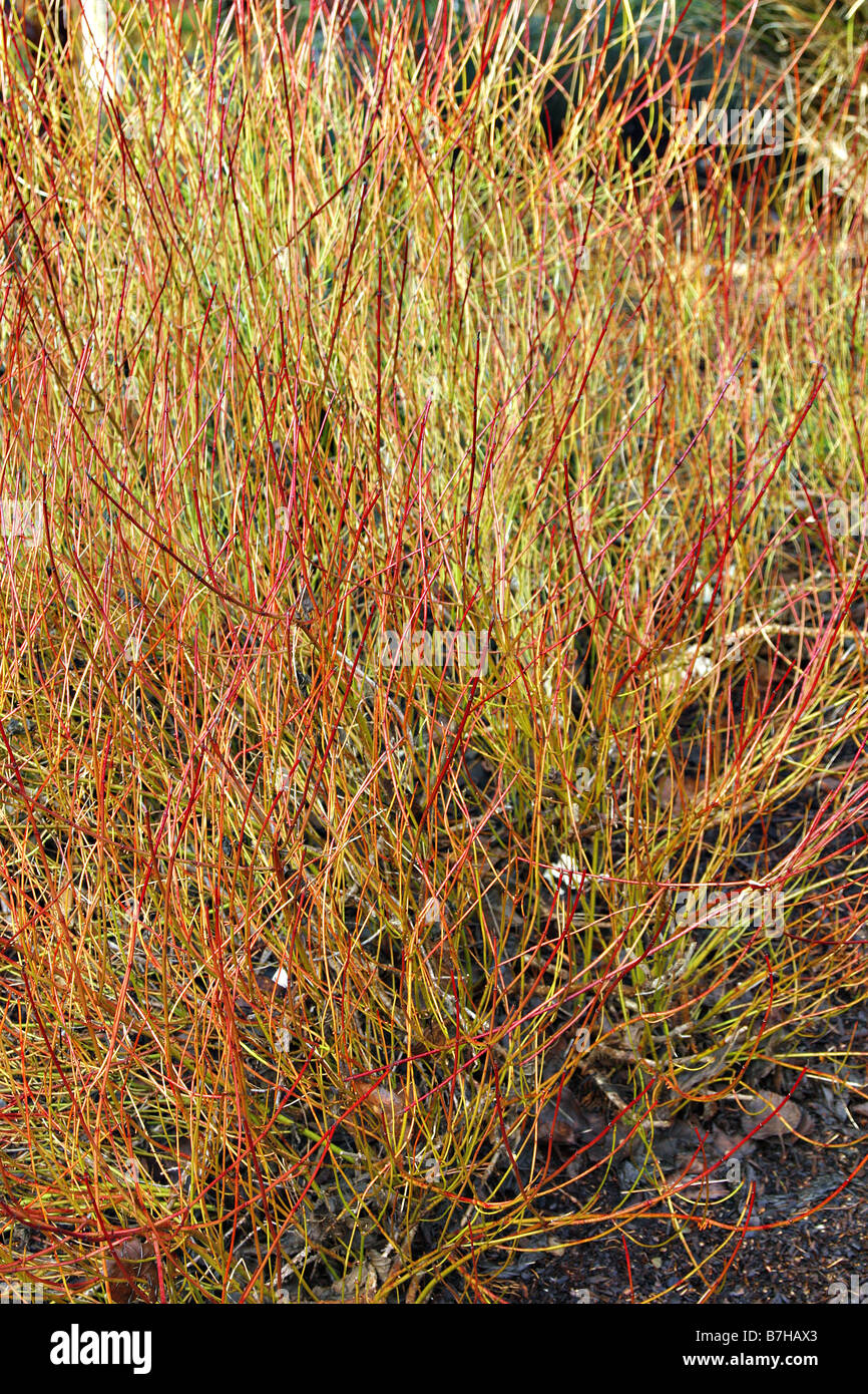 Cornus sericea Banque de photographies et d’images à haute résolution ...