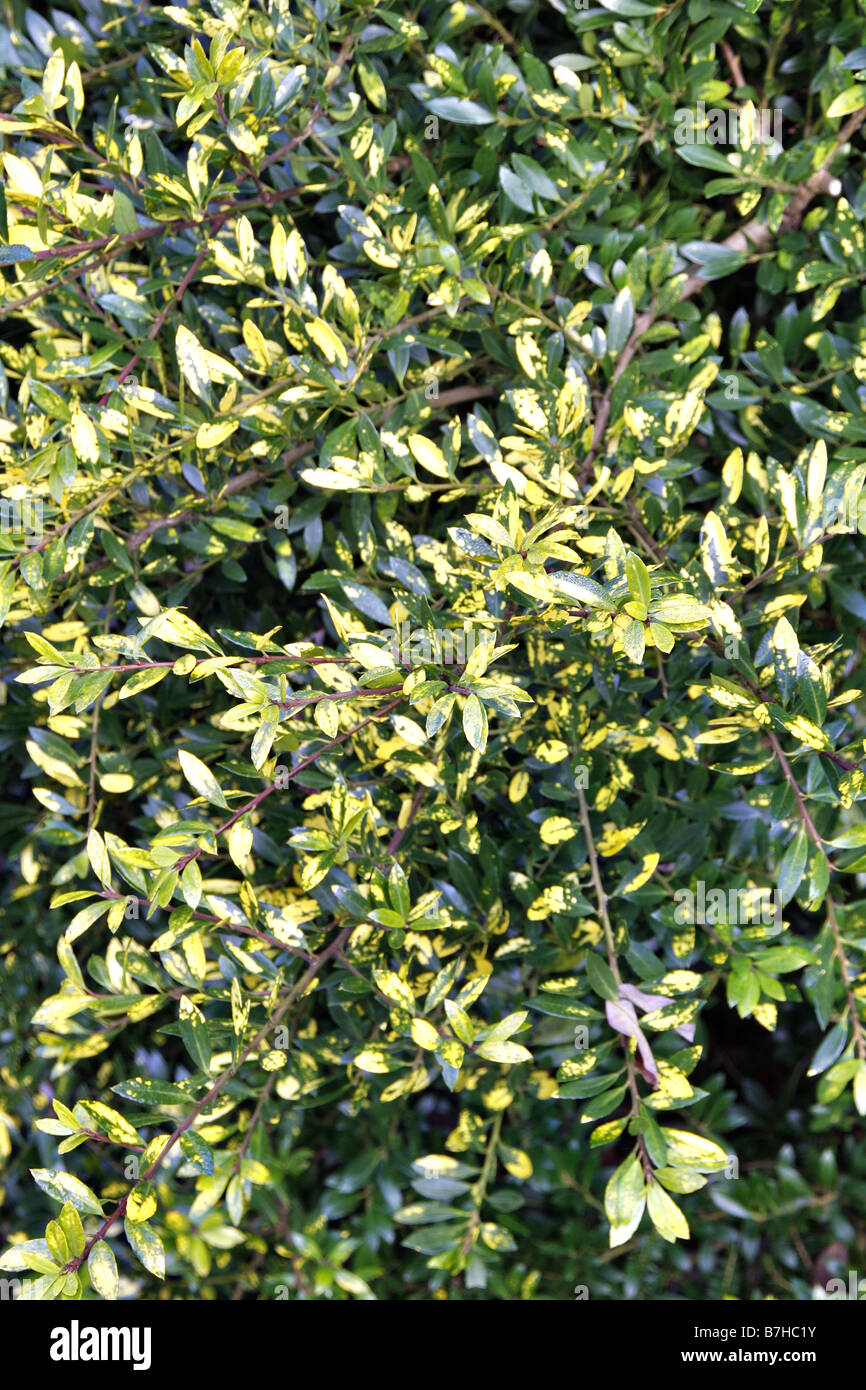 Ilex crenata variegata japanese holly gold evergreen variegated Banque ...