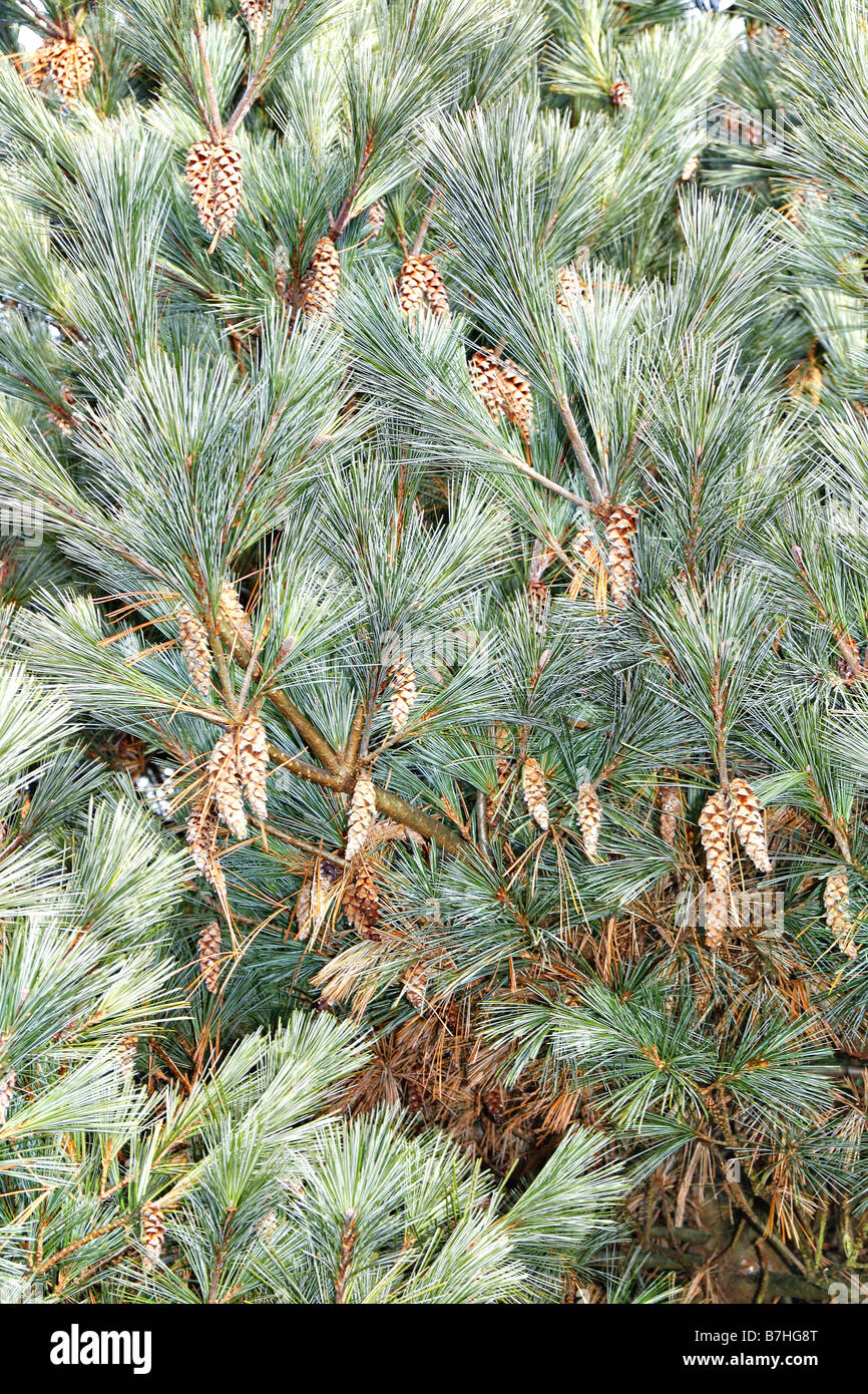 Pinus strobus macopin Banque de photographies et d’images à haute ...