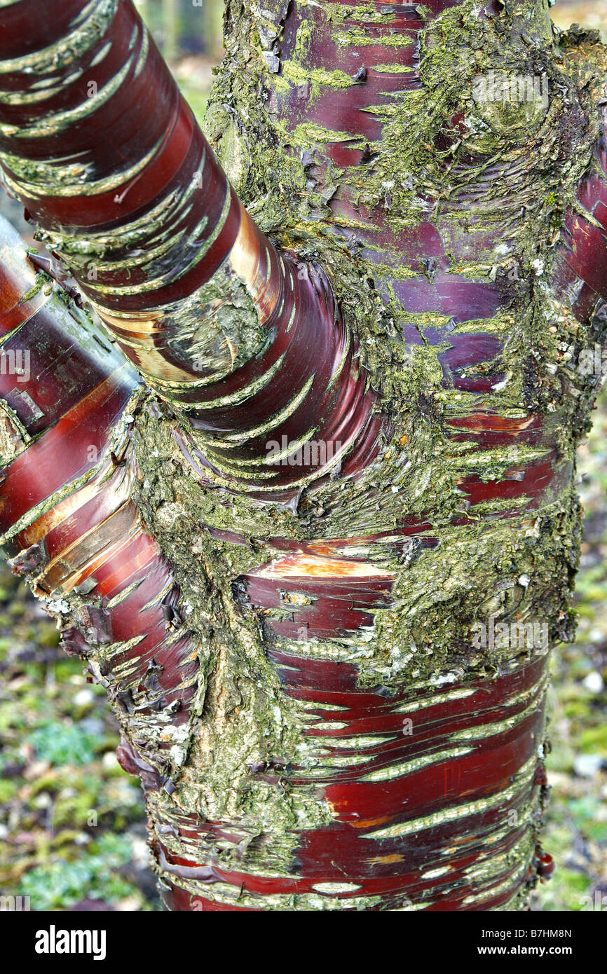 Prunus serrula serrulata Banque de photographies et d’images à haute ...