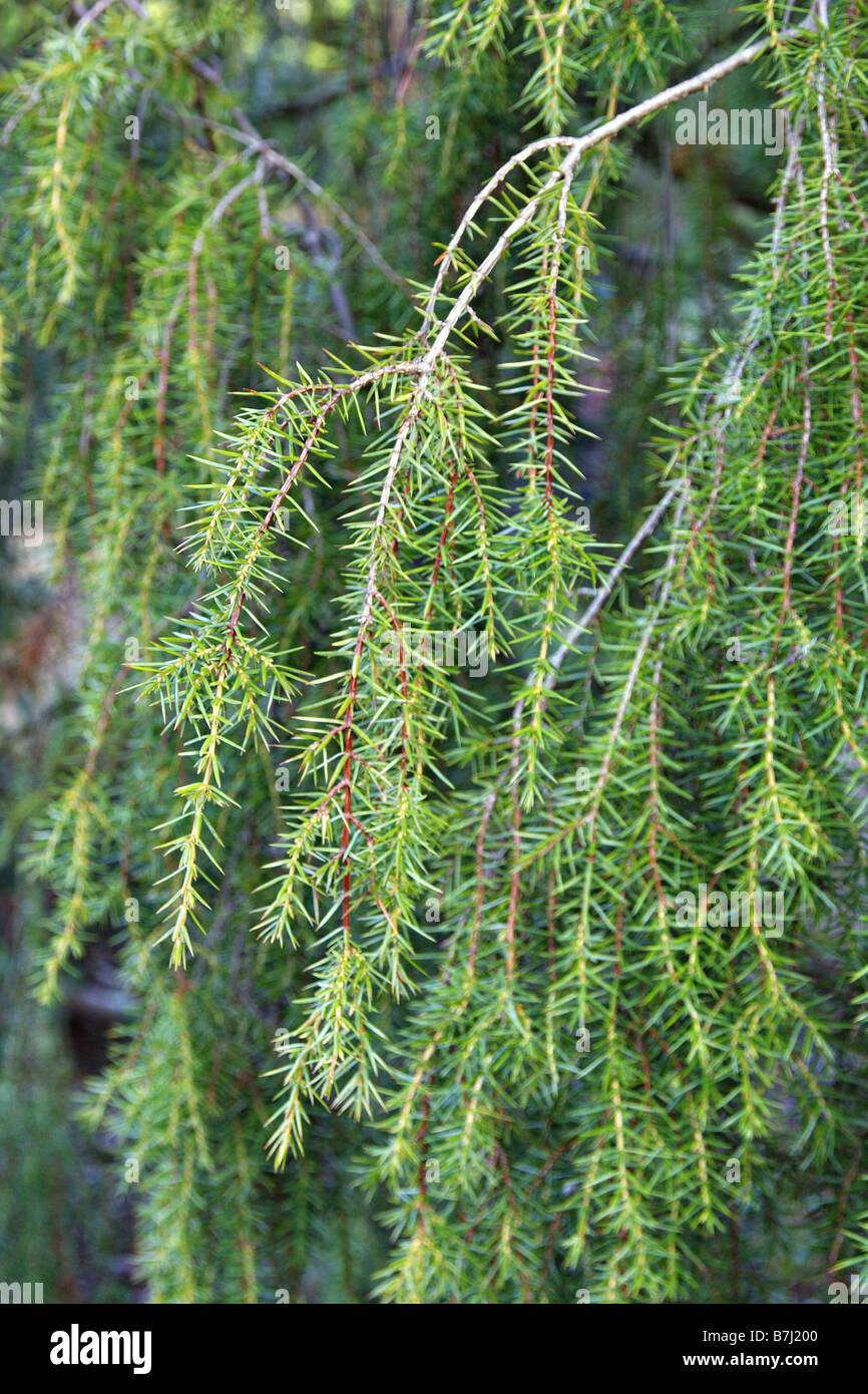 Juniperus communis oblonga pendula juniper conifer evergreen tree ...