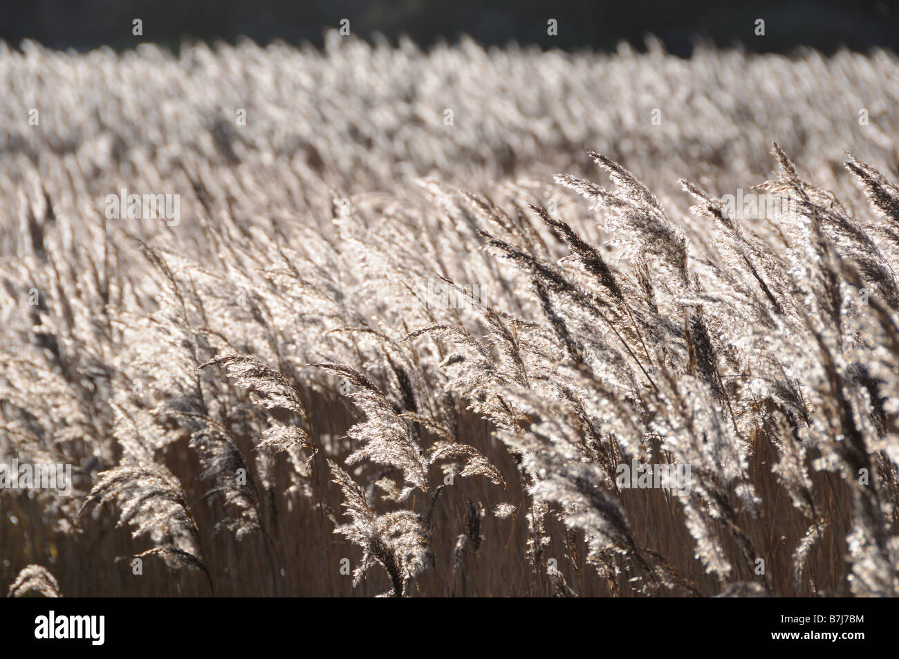 Lit de roseau Banque de photographies et d’images à haute résolution ...