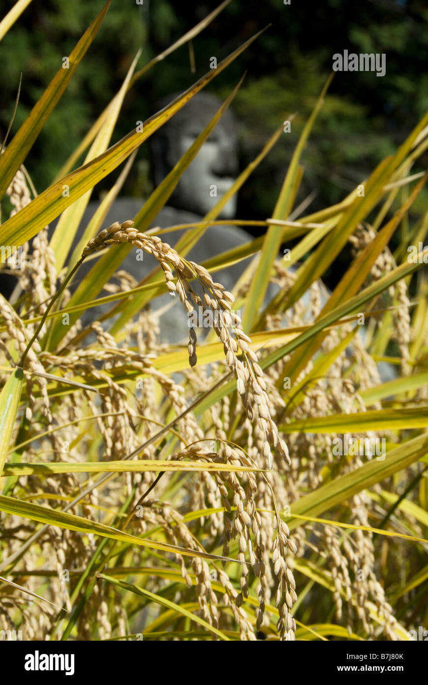 Buddhist manji Banque de photographies et d’images à haute résolution ...