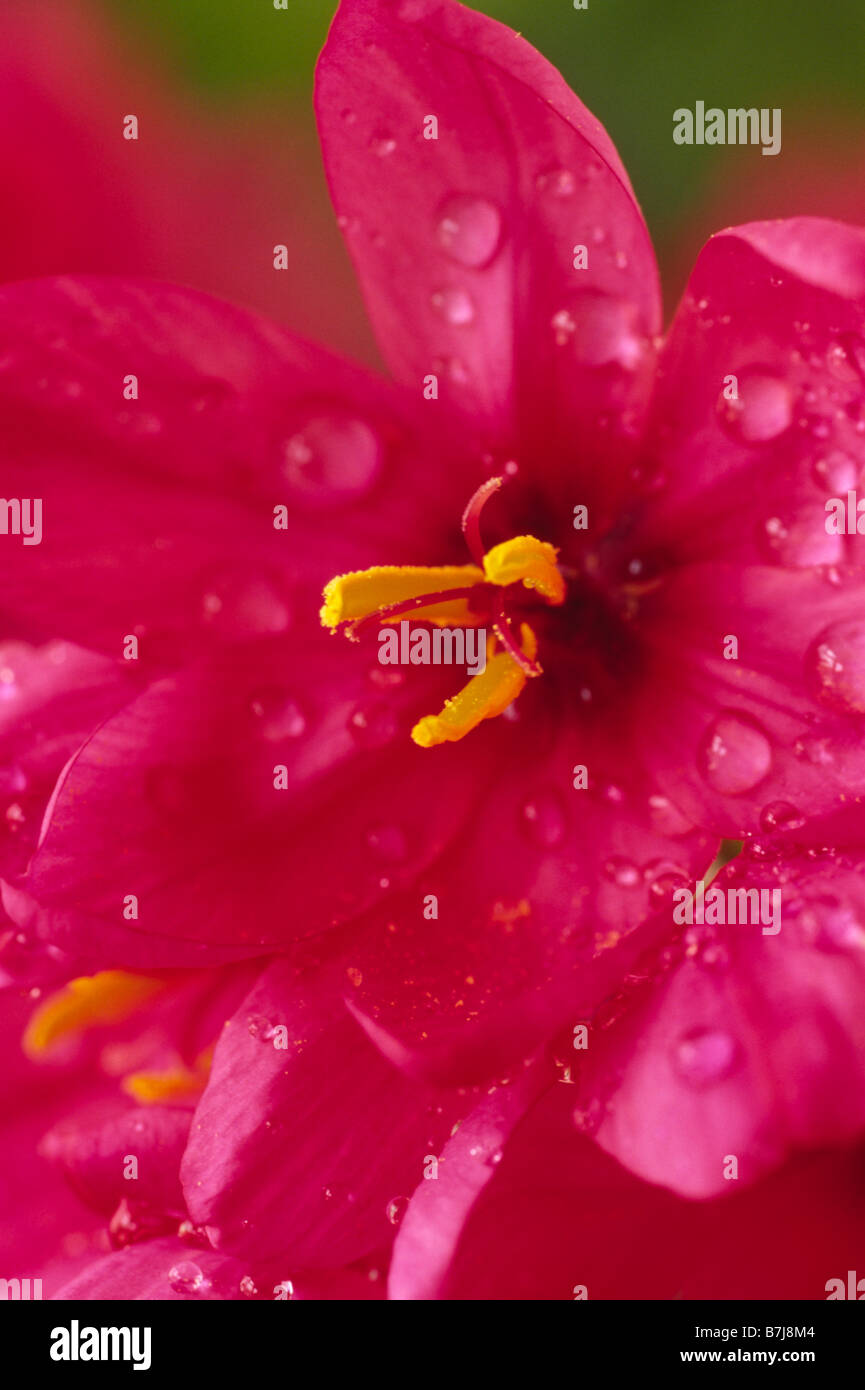 Ixia rose Banque de photographies et d’images à haute résolution - Alamy