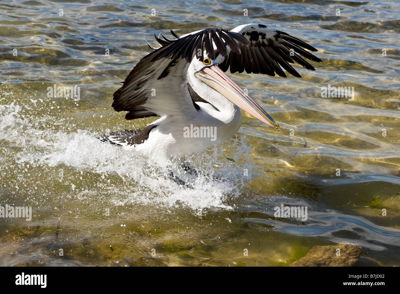 Pelican landing Banque de photographies et d’images à haute résolution ...