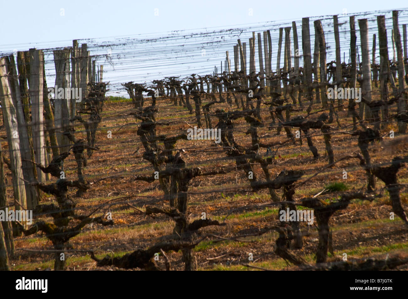 Vigne de guyot Banque de photographies et d’images à haute résolution ...
