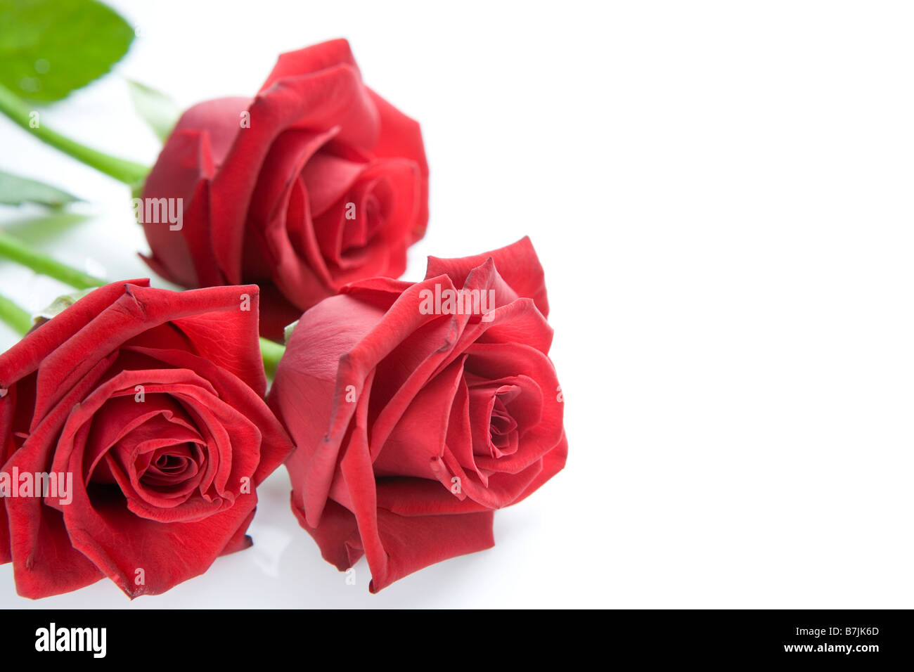 Trois roses Banque de photographies et d’images à haute résolution - Alamy
