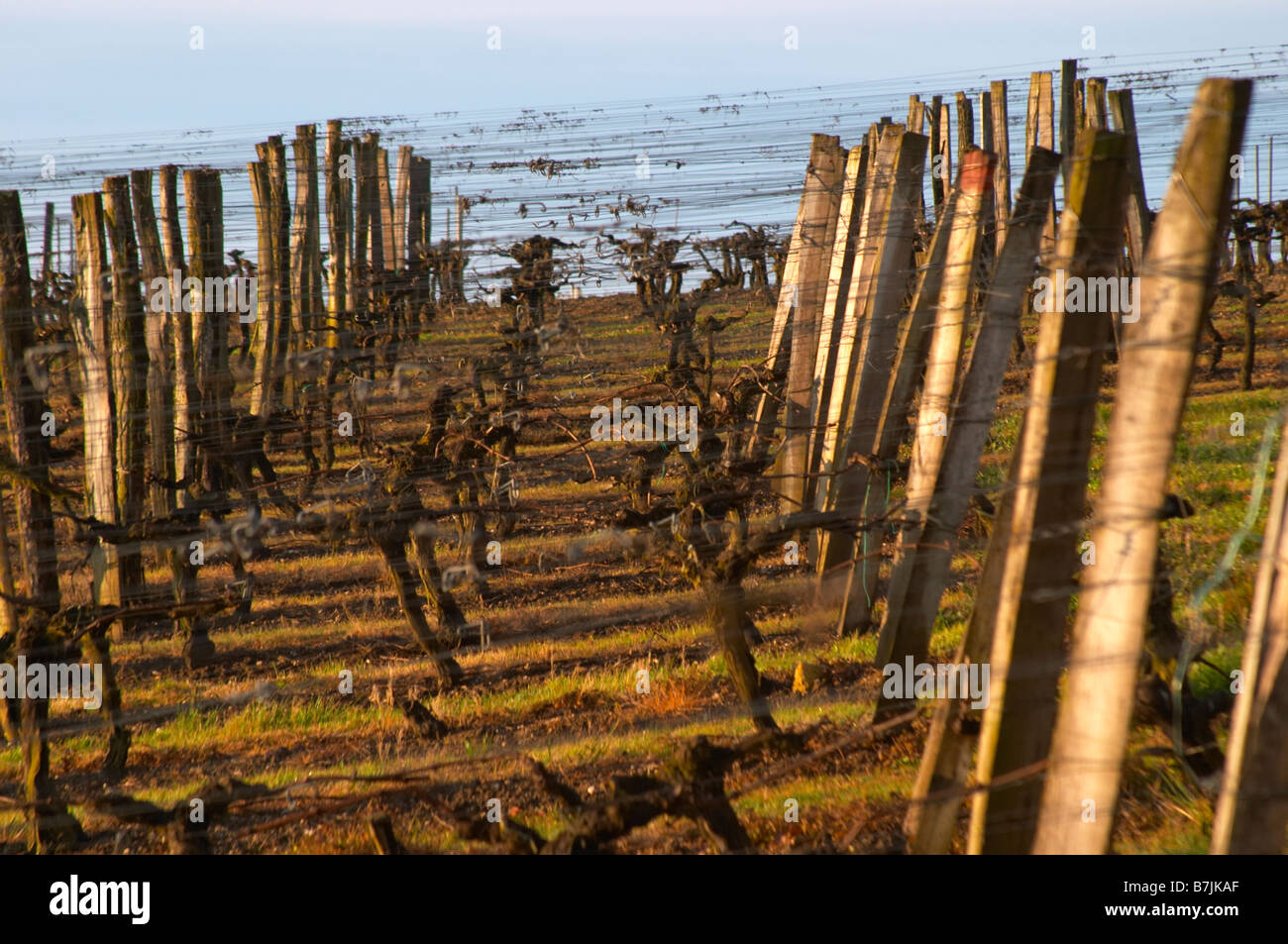 Vignoble de guyot Banque de photographies et d’images à haute ...