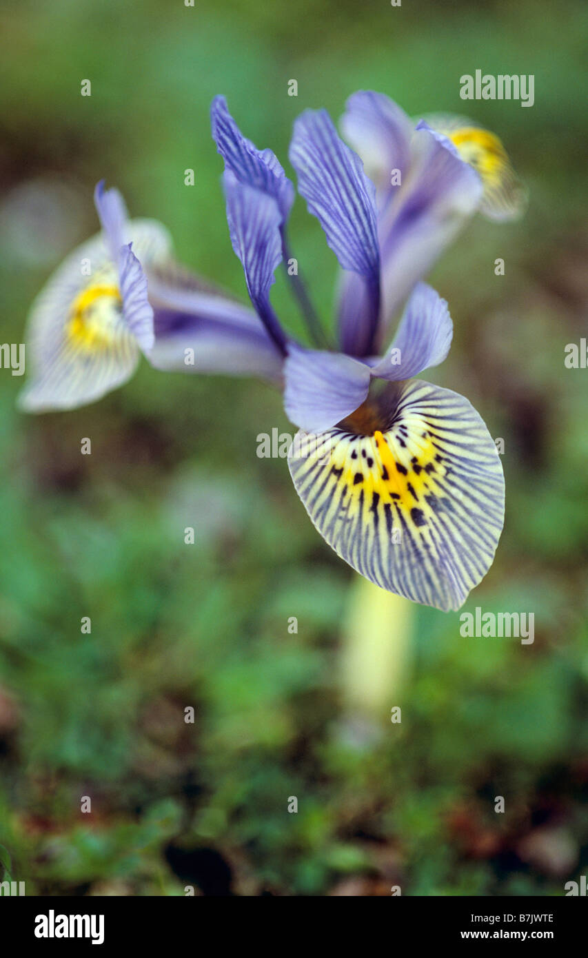 Iris histrioides katharine hodgkin Banque de photographies et d’images ...
