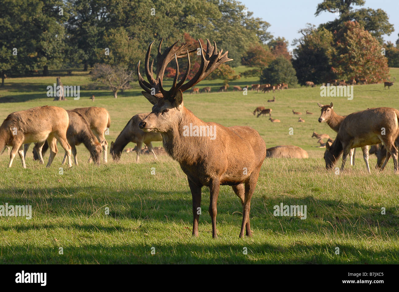 Abbaye de woburn cerf rouge Banque de photographies et d’images à haute ...
