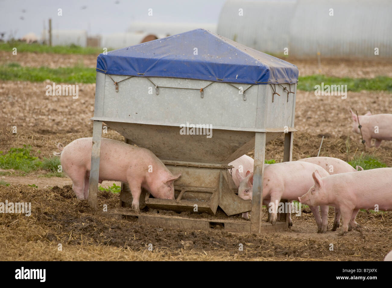 Accouplement des porcs Banque de photographies et d’images à haute ...
