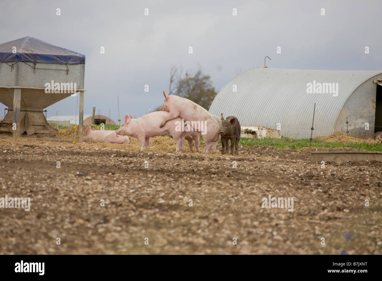 Accouplement des porcs Banque de photographies et d’images à haute ...