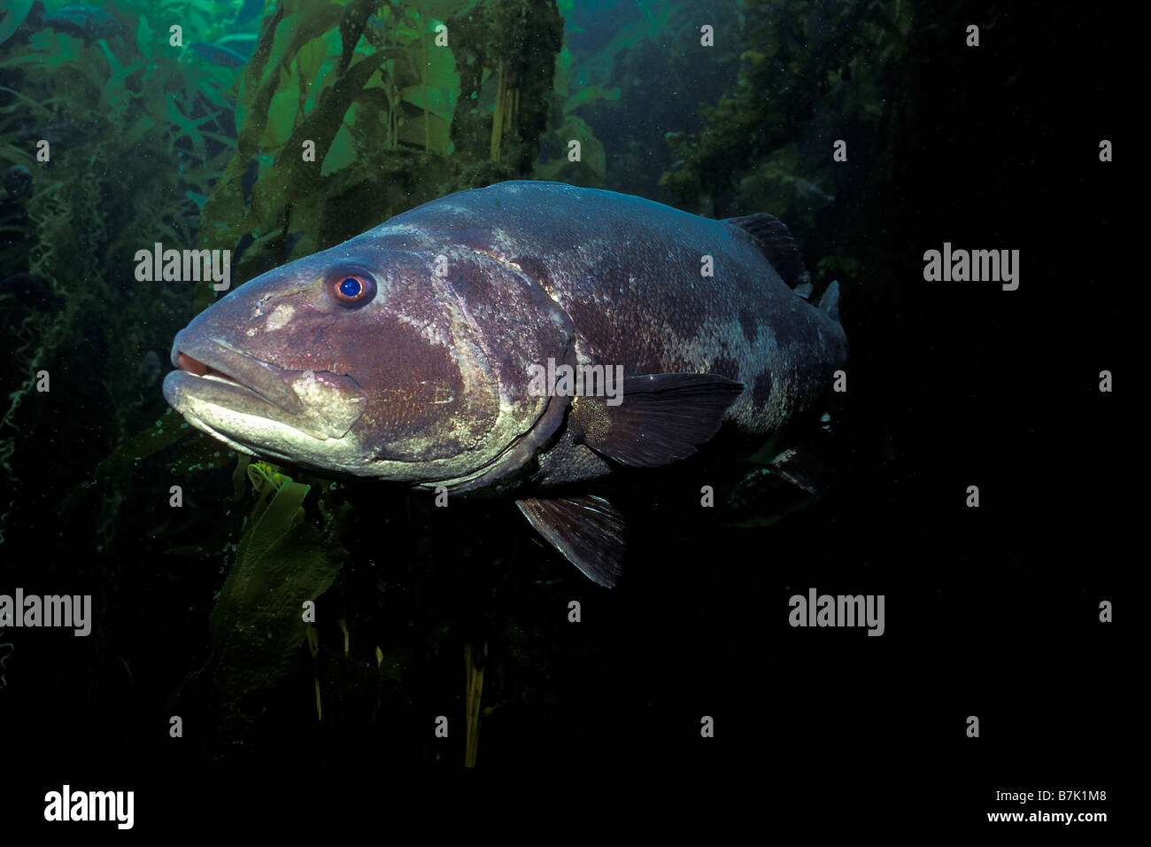Le loup géant Stereolepis gigas Californie Océan Pacifique Photo Stock ...