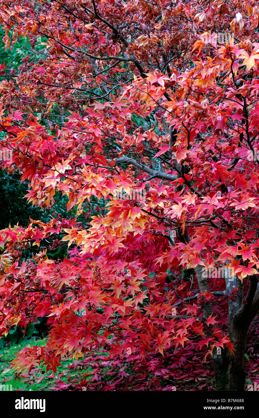 Fiery red maple trees Banque de photographies et d’images à haute résolution - Alamy