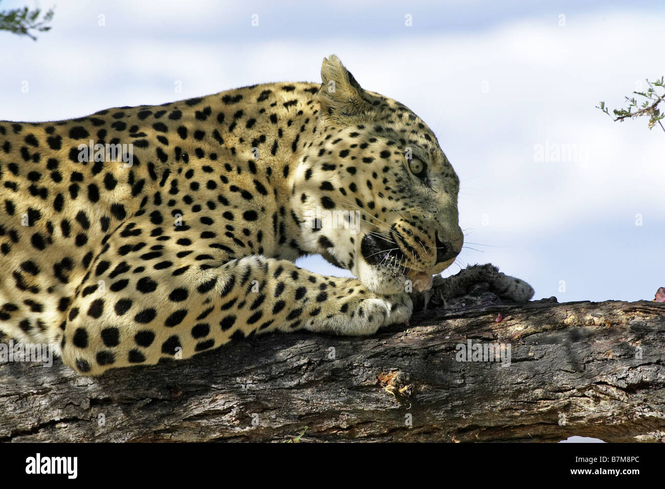 Léopard grimper sur un arbre Banque de photographies et d’images à ...