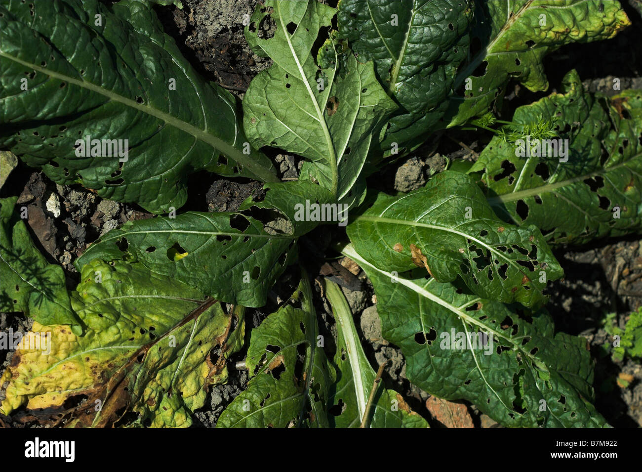 Mandragora officinarum Mandragore Photo Stock - Alamy