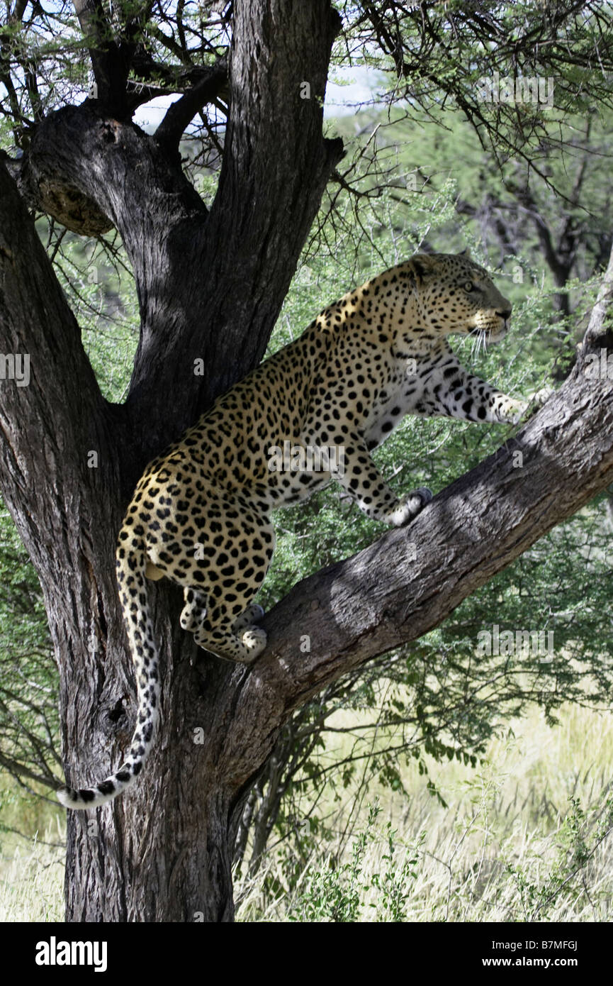 Léopard grimper sur un arbre Banque de photographies et d’images à ...