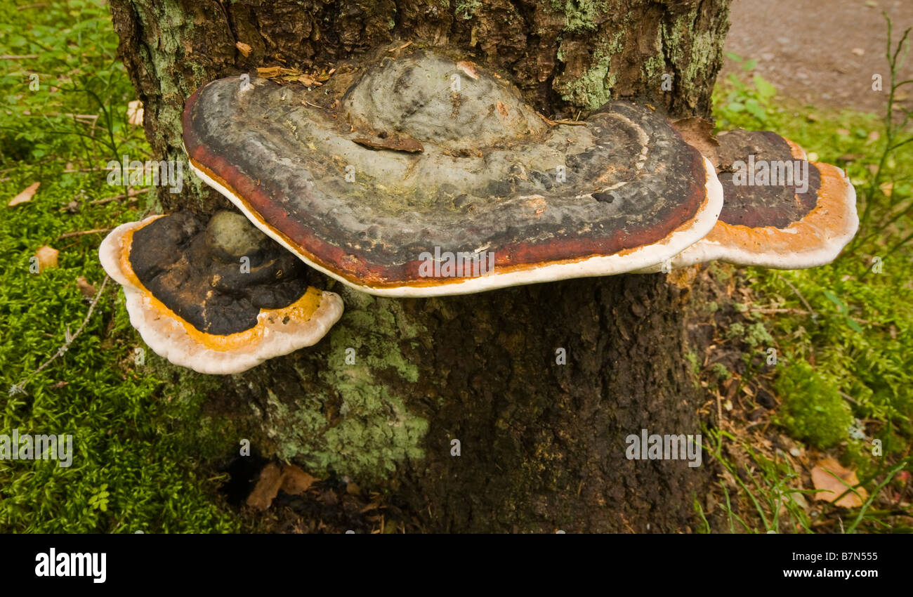 Gros champignons marron sur arbre Banque de photographies et d’images à ...