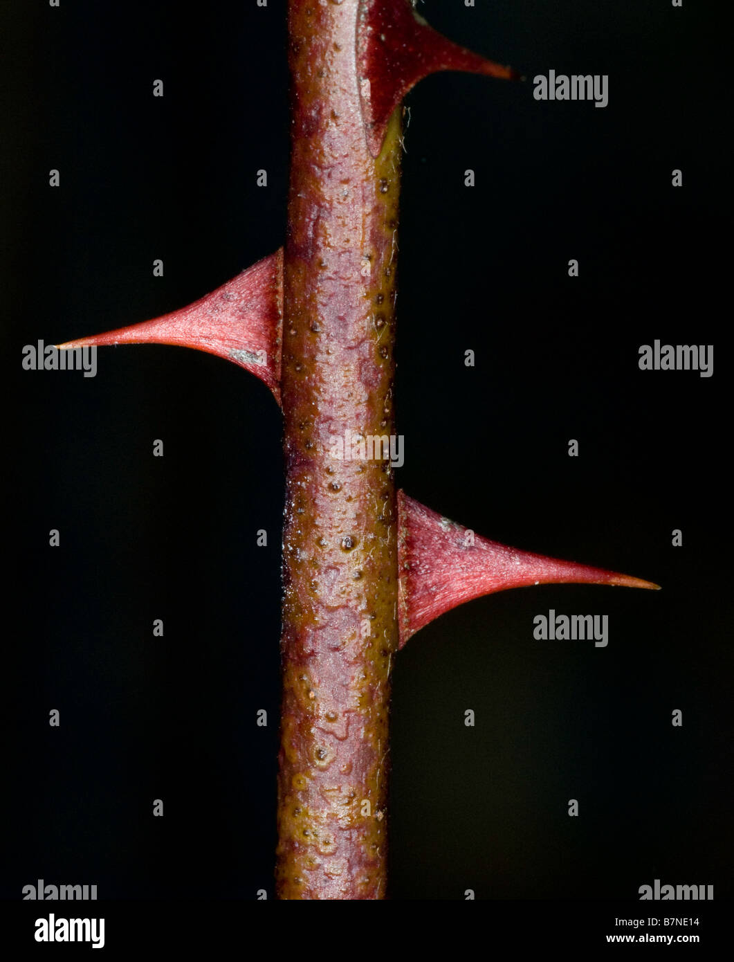 Épines de roses Banque de photographies et d’images à haute résolution ...