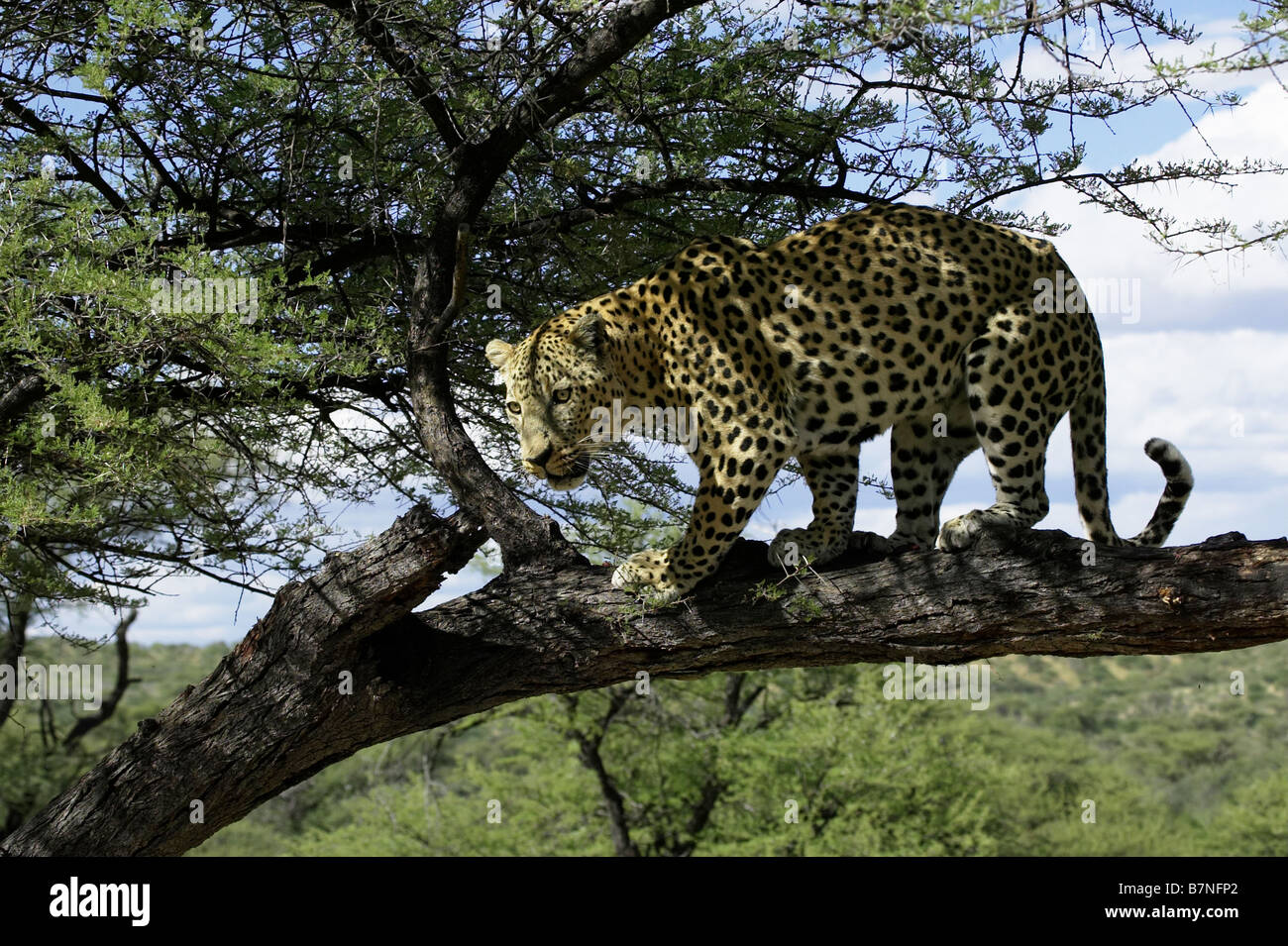 Léopard grimper sur un arbre Banque de photographies et d’images à ...