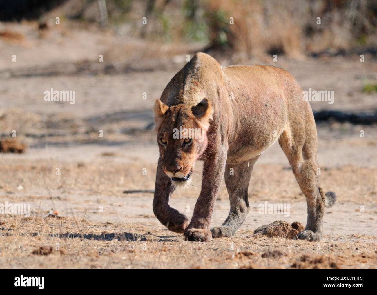 Lionness hunting Banque de photographies et d’images à haute résolution - Alamy