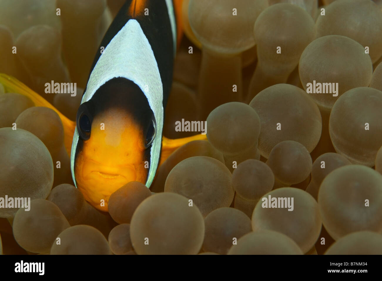 Poisson clown orange Banque de photographies et d’images à haute ...