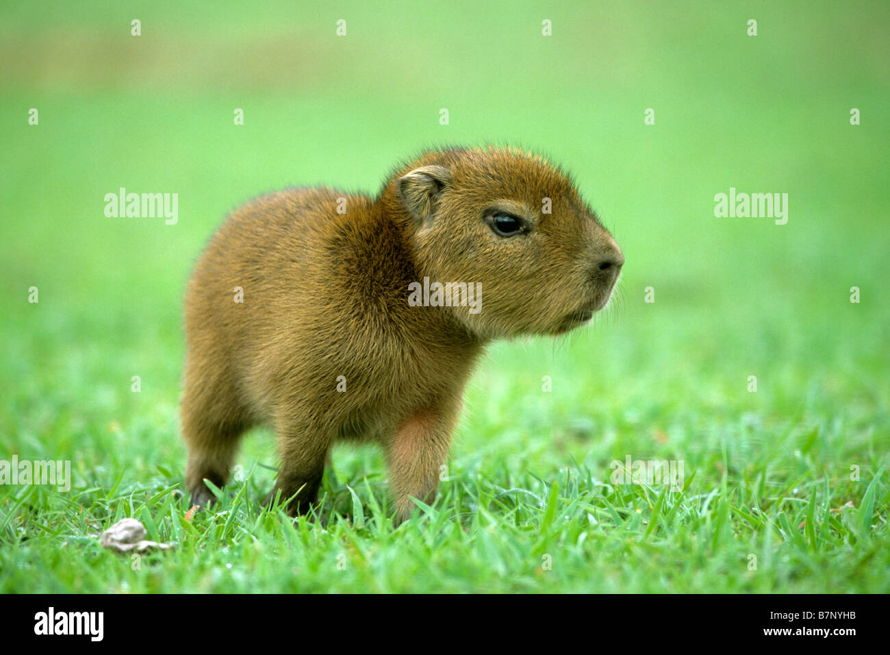 Le capybara Banque de photographies et d’images à haute résolution - Alamy