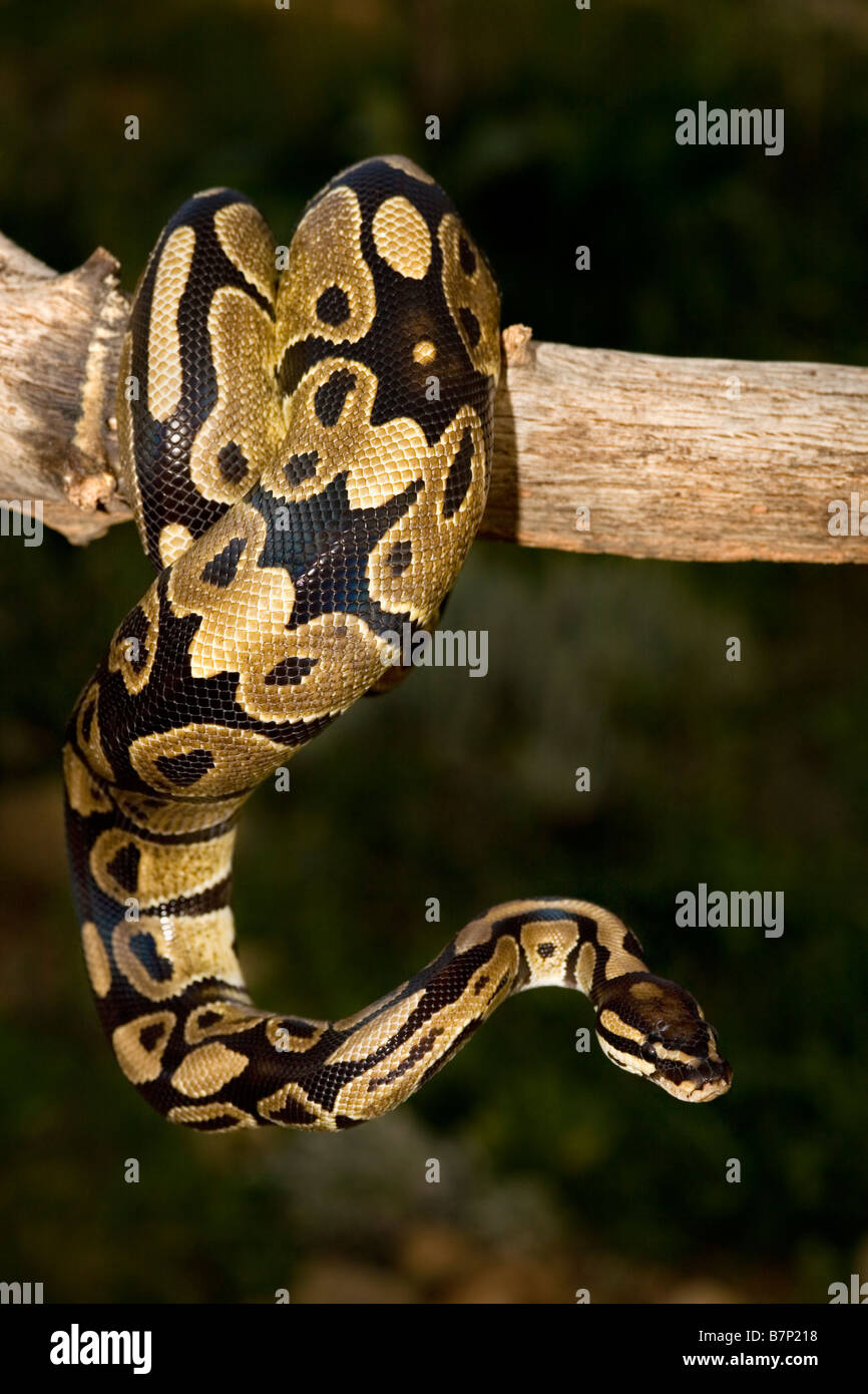 Pythons africains Banque de photographies et d’images à haute ...