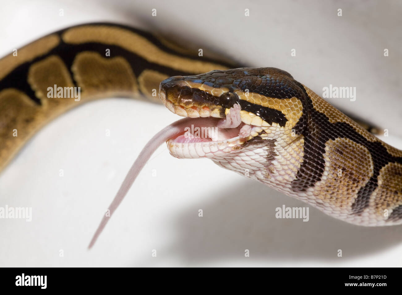 Python eating Banque de photographies et d’images à haute résolution ...