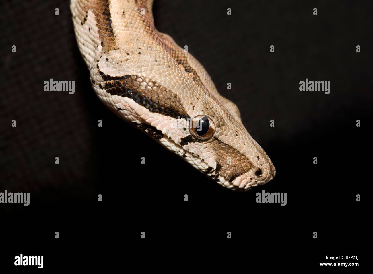 Boa constrictor serpent Banque de photographies et d’images à haute ...