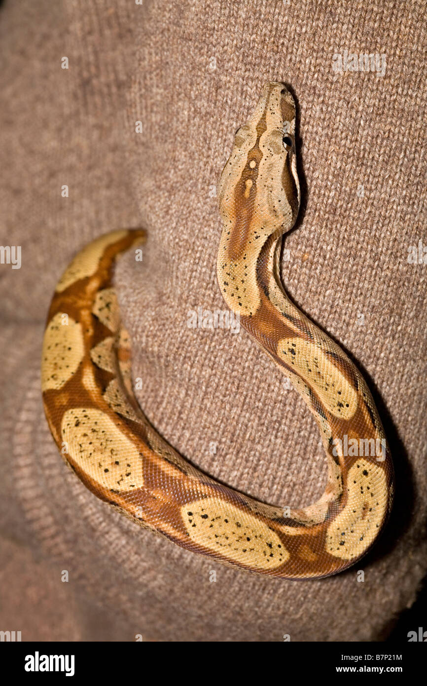 Salmon boa constrictor Banque de photographies et d’images à haute ...