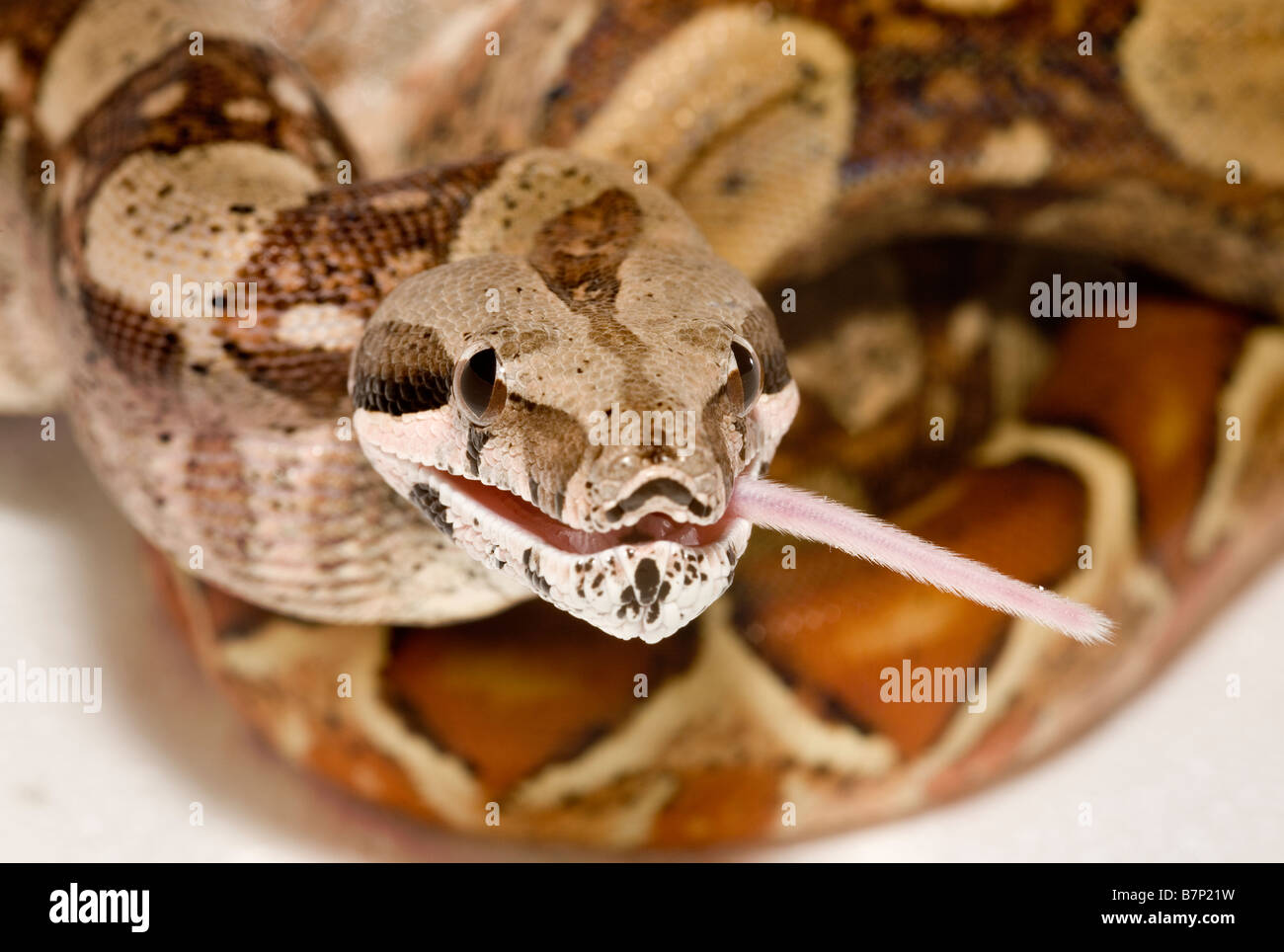 Boa Constrictor Salmon avaler une souris Photo Stock - Alamy
