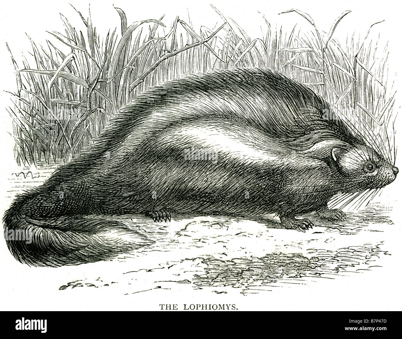 Maned rat Banque de photographies et d’images à haute résolution - Alamy