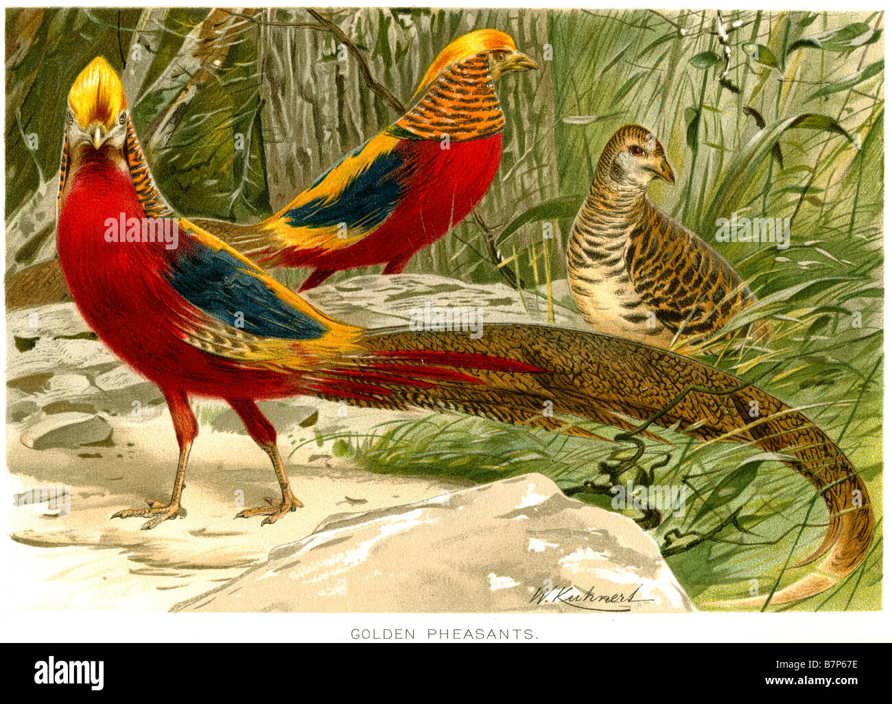 Le Faisan Doré faisan chinois 'ou', (Chrysolophus pictus) est une ...