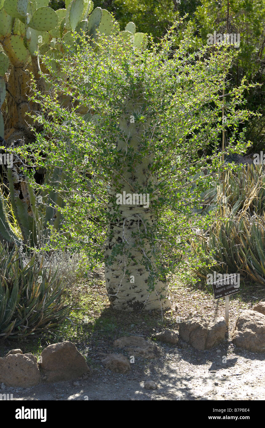Arbre boojum Banque de photographies et d’images à haute résolution - Alamy