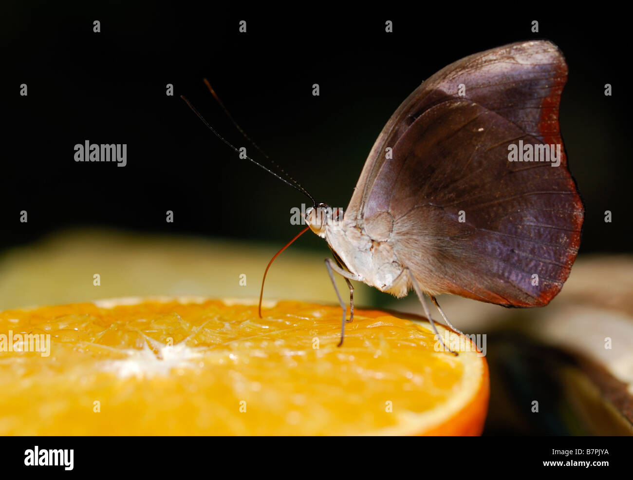 Papillon des fruits Banque de photographies et d’images à haute ...