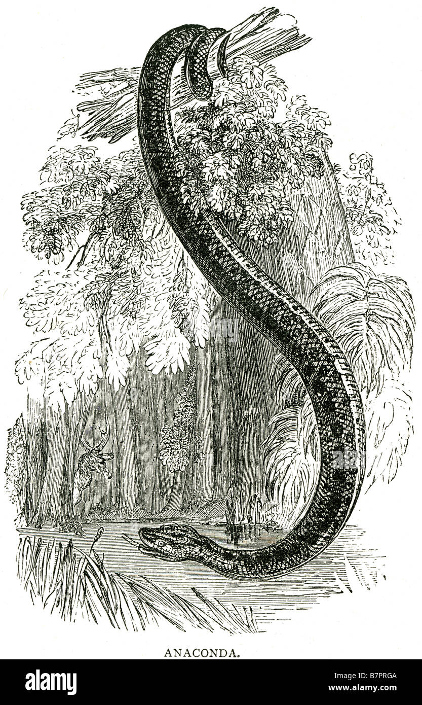 Anaconda Eunectes murinus reptile serpent constricteur de la faune ...