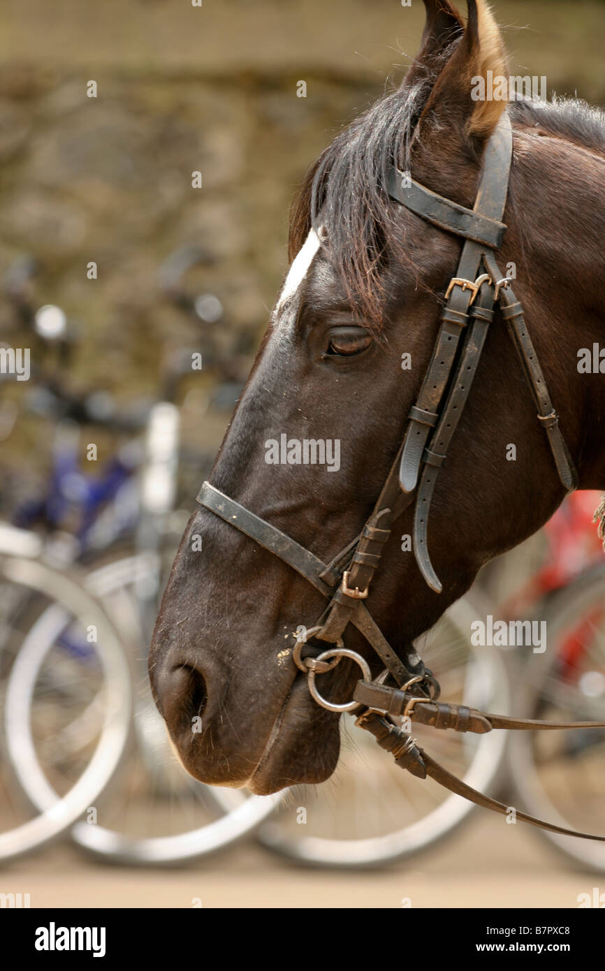 Cycles courts Banque de photographies et d’images à haute résolution ...