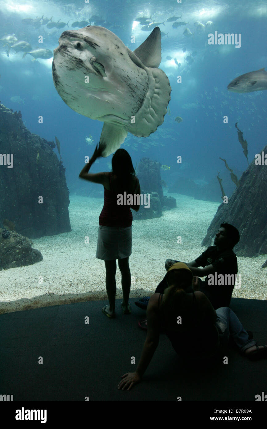 Poisson lune Banque de photographies et d’images à haute résolution - Alamy