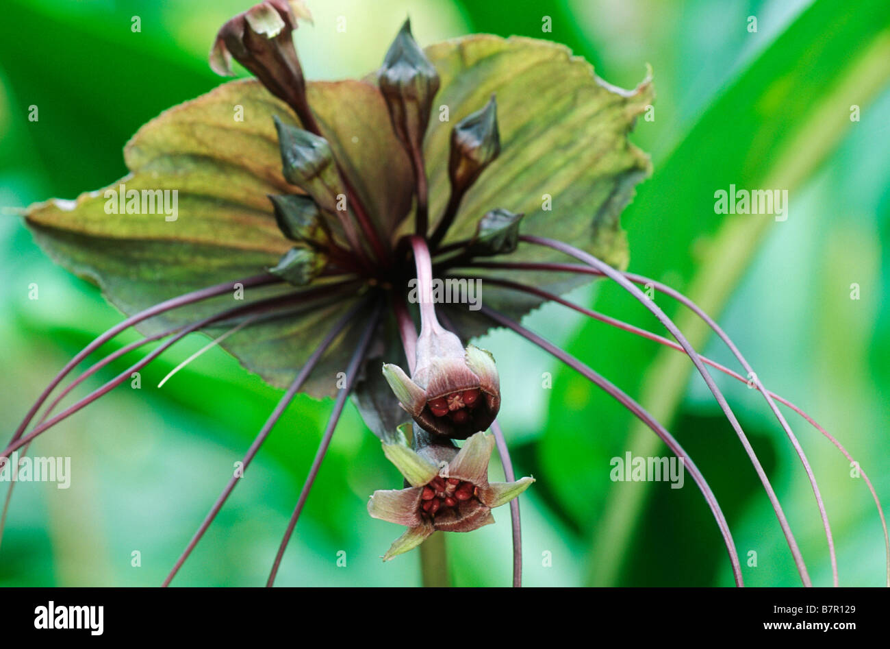 Tacca chantrieri Banque de photographies et d’images à haute résolution ...