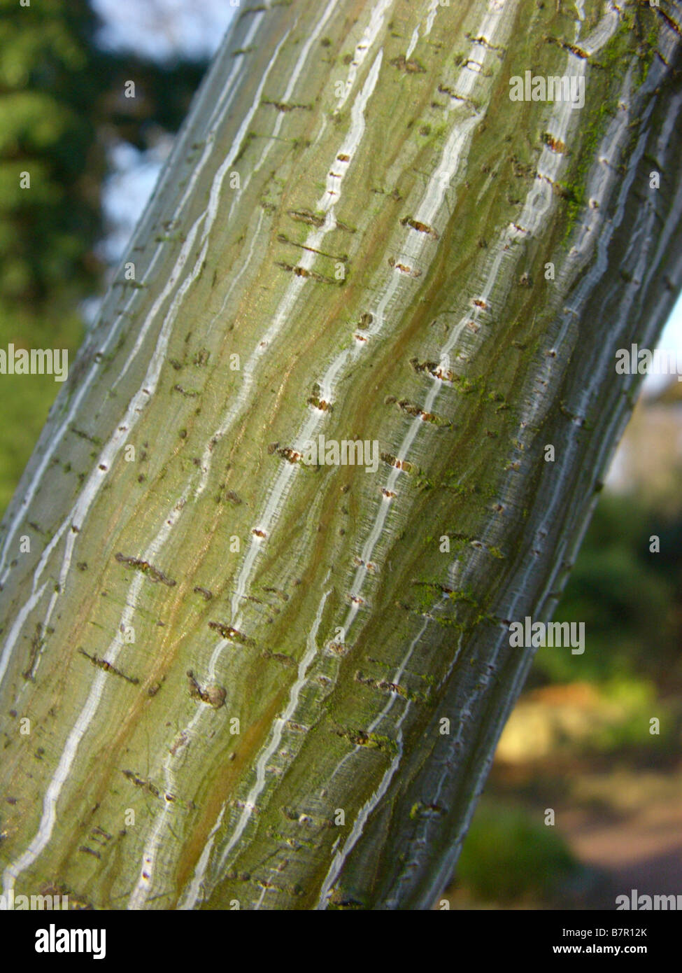 Acer rufinerve Banque de photographies et d’images à haute résolution ...