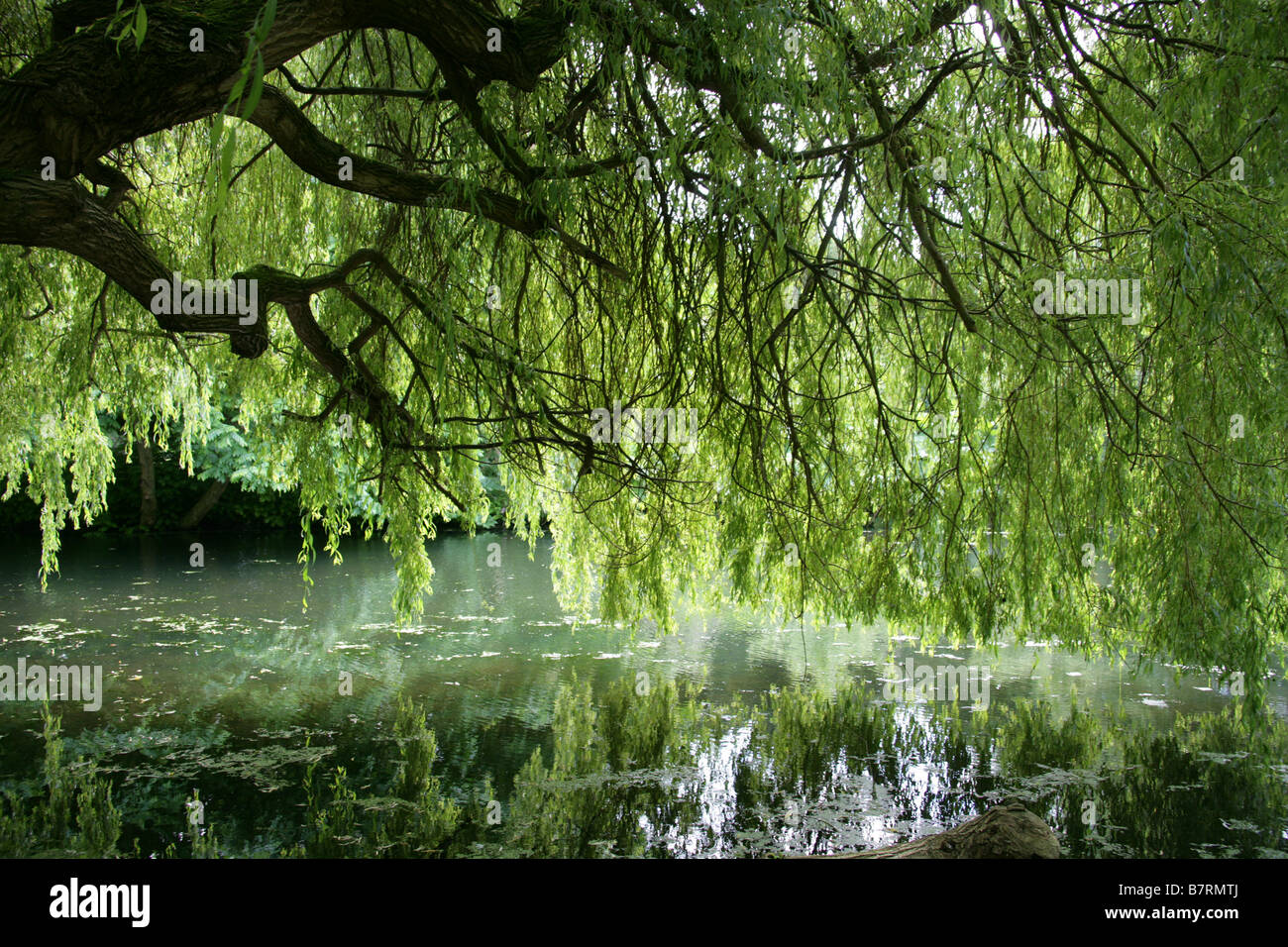 Saule pleureur Banque de photographies et d’images à haute résolution ...