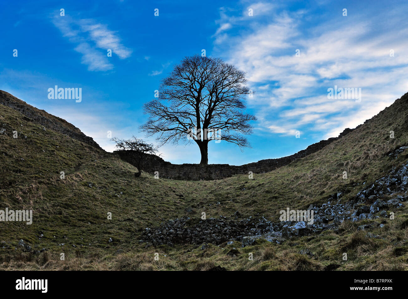 Le sycomore Banque de photographies et d’images à haute résolution - Alamy