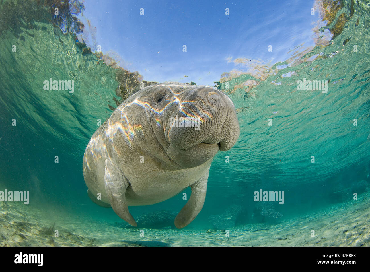 Lamantin antillais Banque de photographies et d’images à haute ...