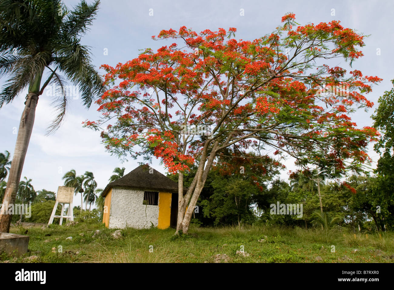 Caribbean flamboyant poinciana tree Banque de photographies et d’images ...