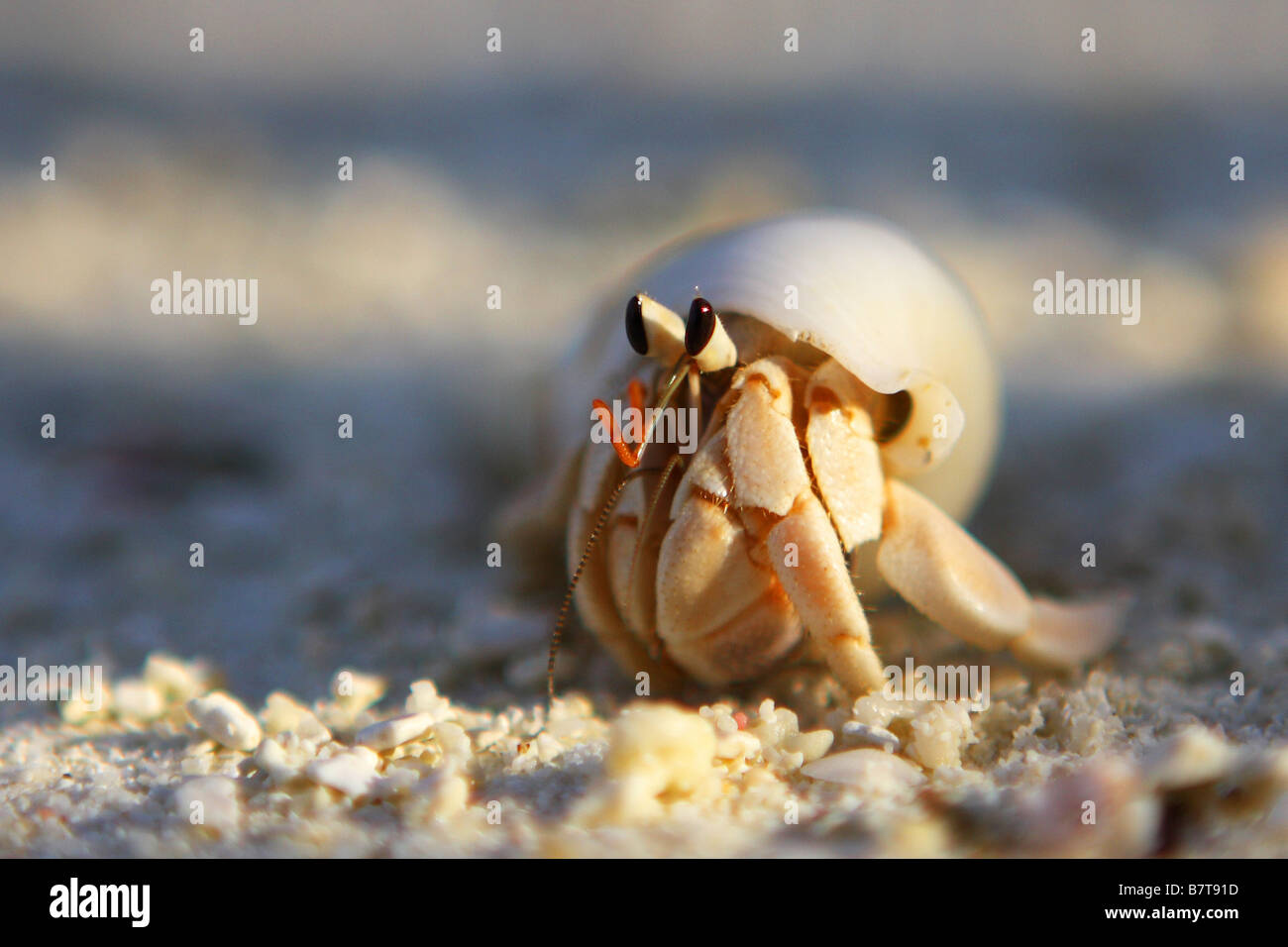 Ermite crabe Banque de photographies et d’images à haute résolution - Alamy