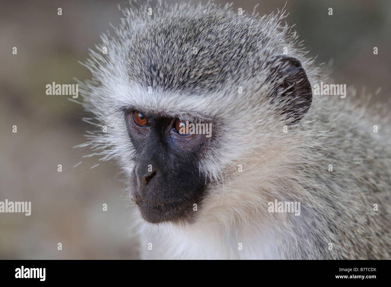 Visage de singe Banque de photographies et d’images à haute résolution ...