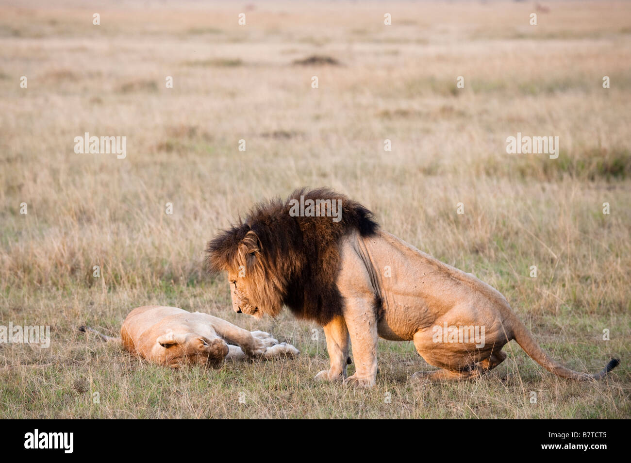 Lion pair mating Banque de photographies et d’images à haute résolution ...