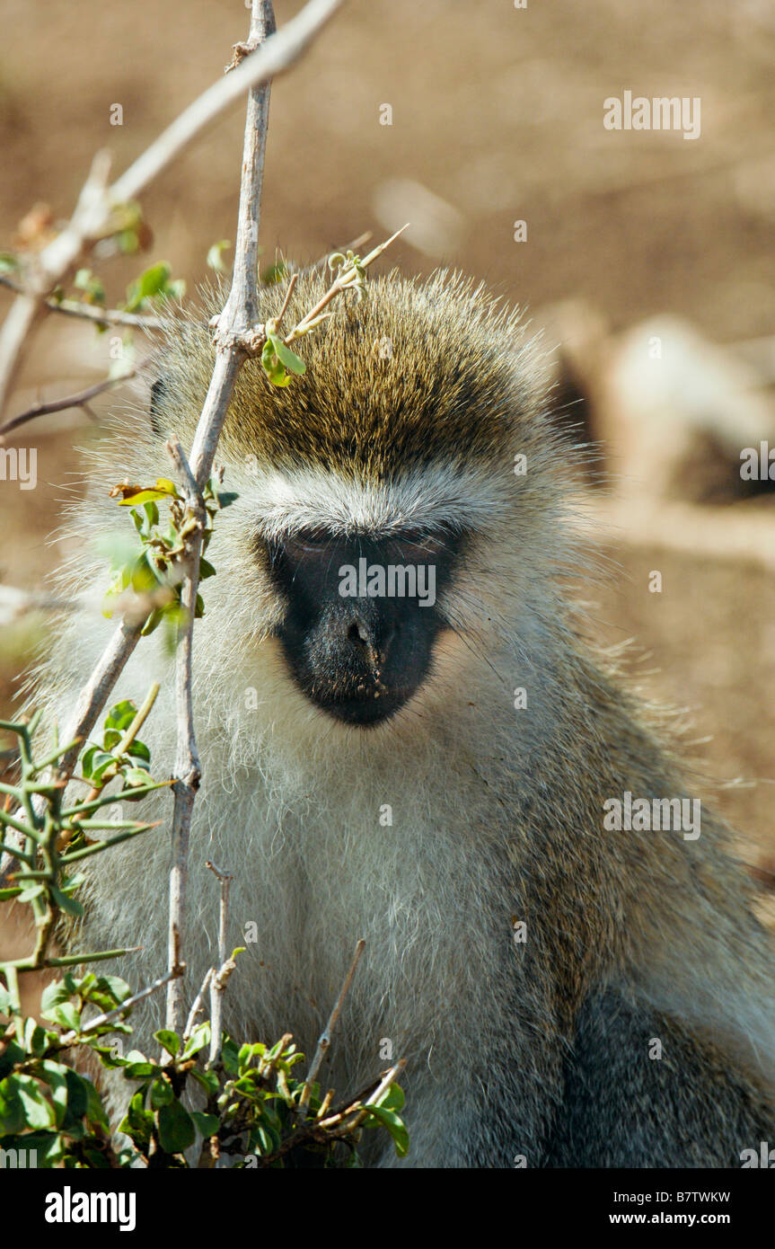 Grivet monkey Banque de photographies et d’images à haute résolution ...