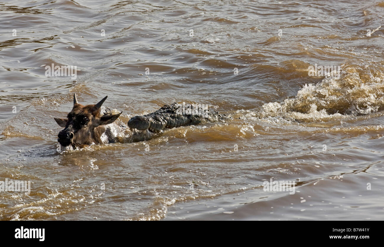 Crocodile attack Banque de photographies et d’images à haute résolution ...
